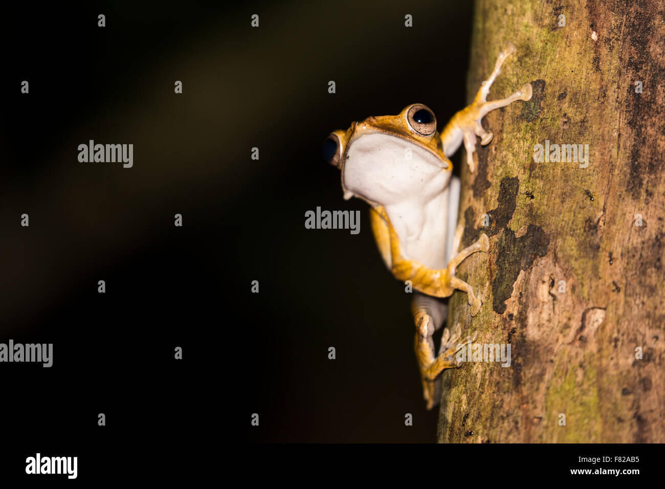 Polypedates macrotis, commonly known as the dark-eared treefrog Stock ...
