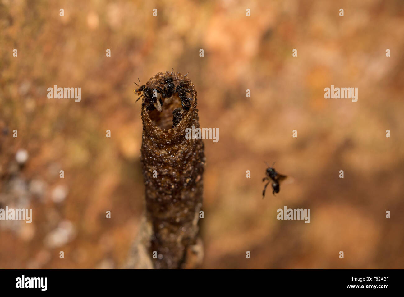 Black stingless bees (Trigona) leaving and returning to their nest ...