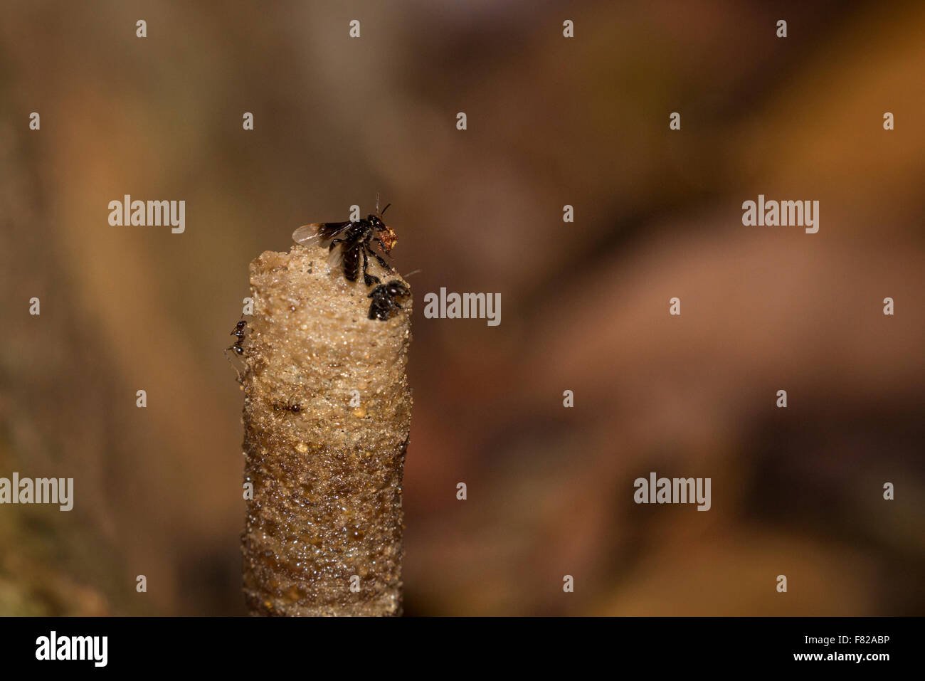 Stingless bees hi-res stock photography and images - Alamy