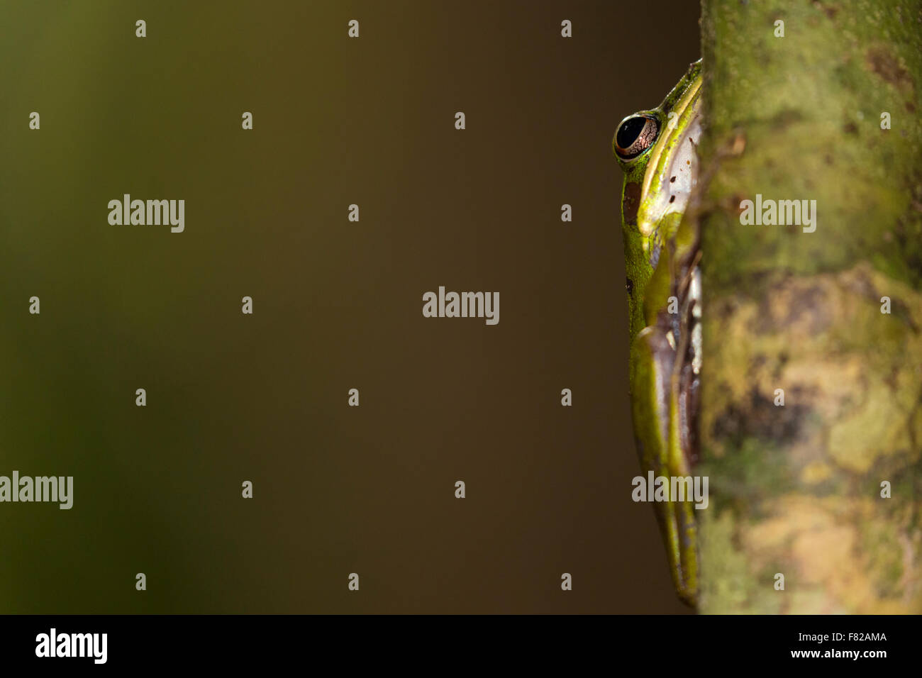 Copper cheeked frog (Hylarana raniceps Stock Photo - Alamy