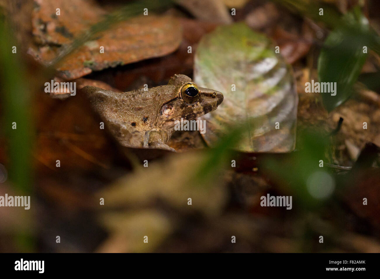 Lesser Swamp Frog High Resolution Stock Photography and Images - Alamy