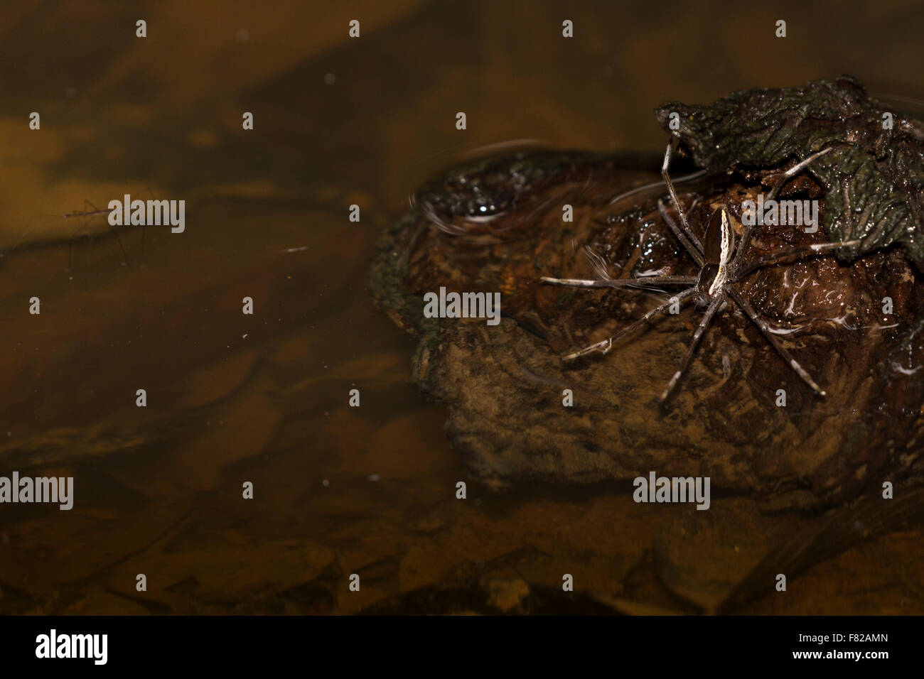 Nilus sp hi-res stock photography and images - Alamy