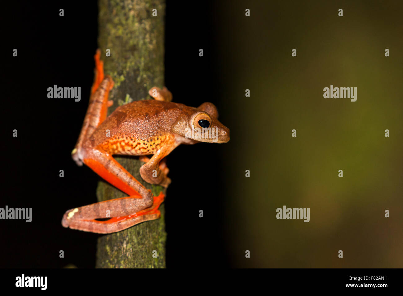 Harlequin tree frog (Rhacophorus pardalis Stock Photo - Alamy