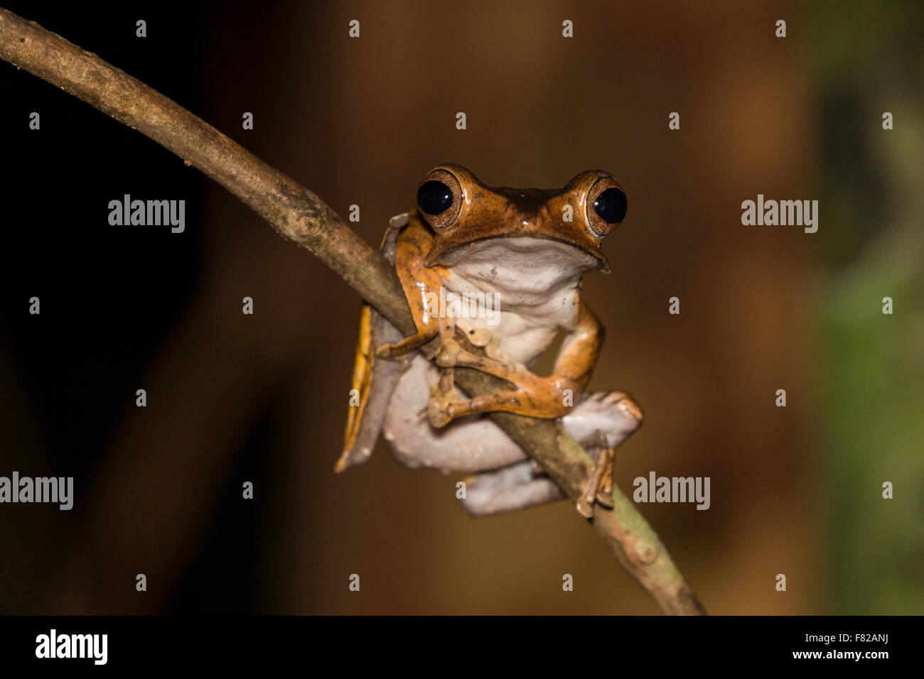 Polypedates macrotis, commonly known as the dark-eared treefrog Stock ...