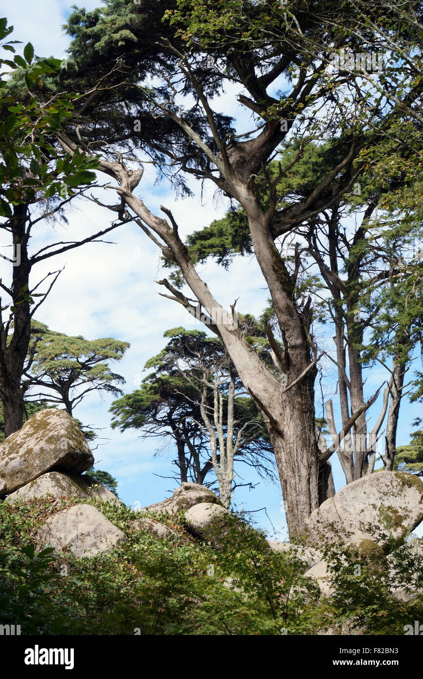 Old pines hi-res stock photography and images - Alamy
