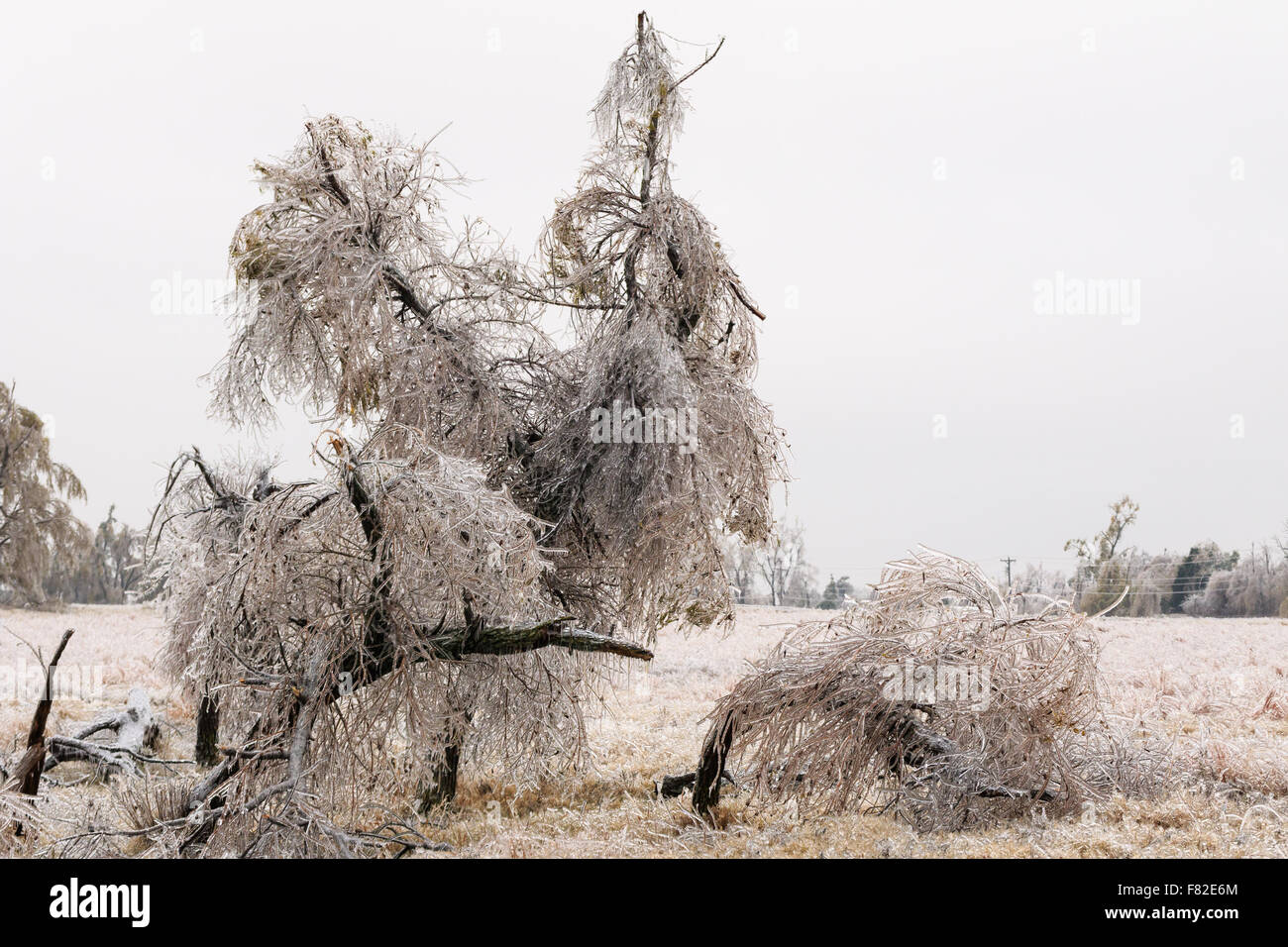 Trees covered in ice after a late fall ice storm in Oklahoma Stock ...