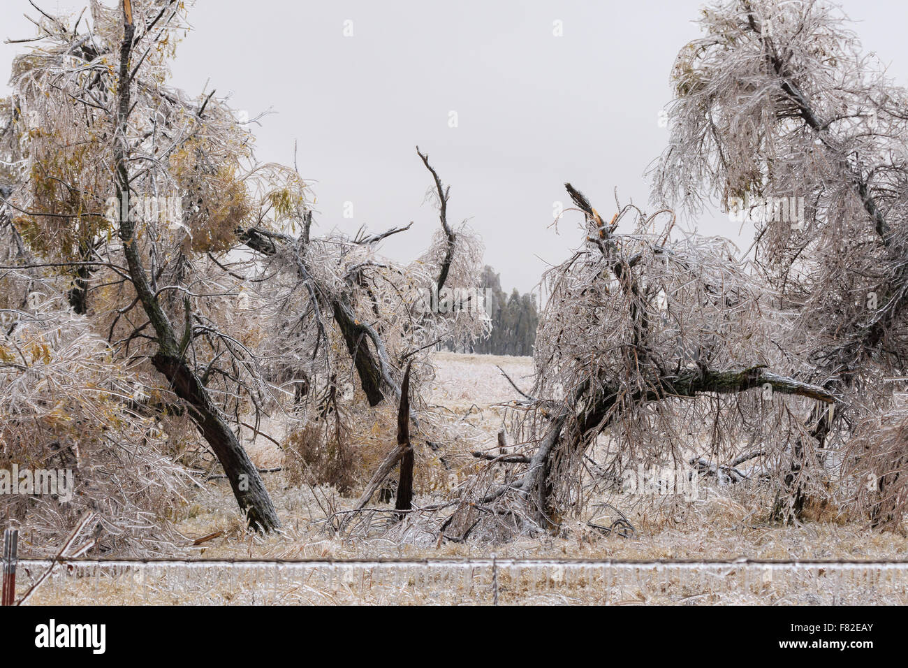Trees covered in ice after a late fall ice storm in Oklahoma Stock ...