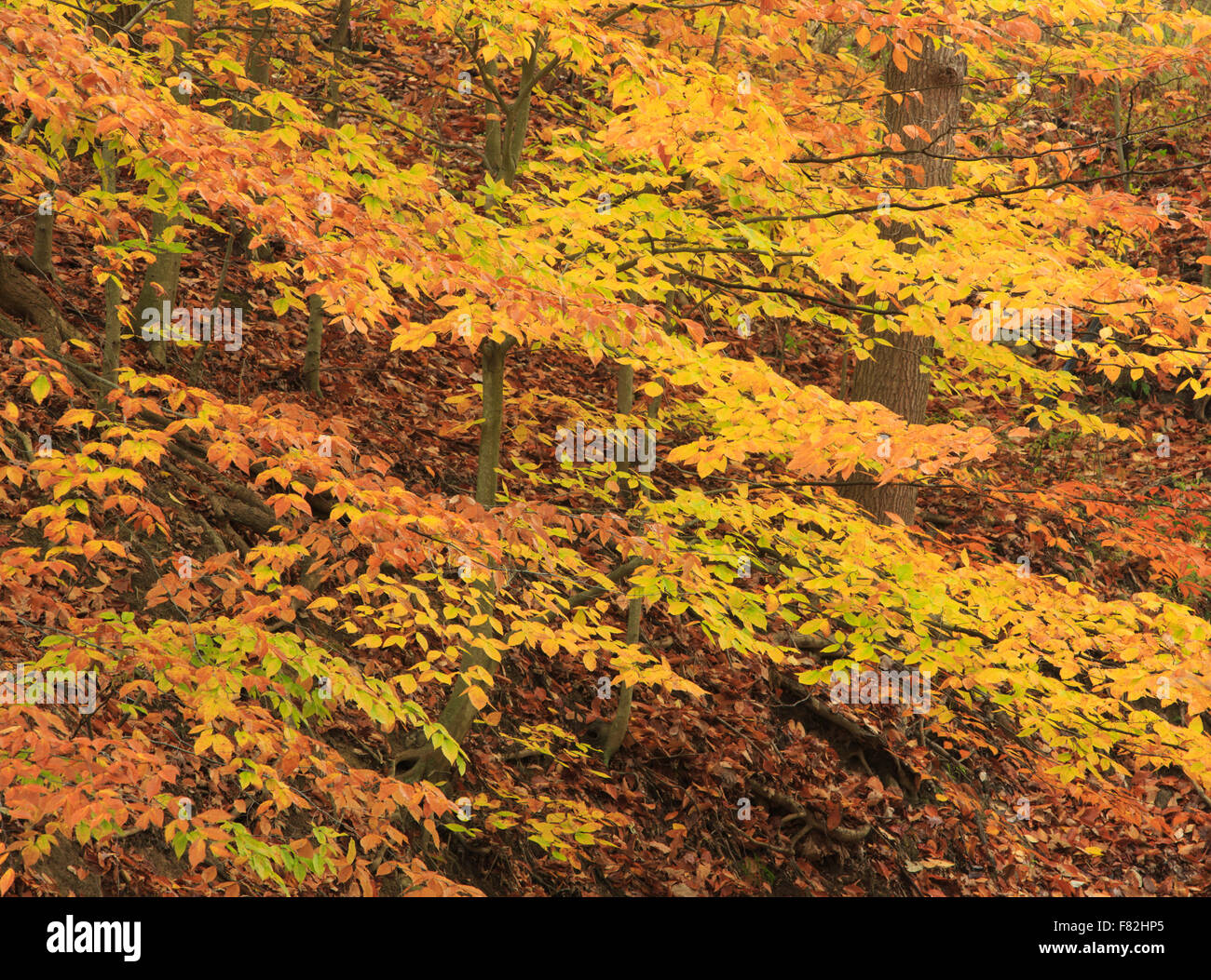 Tree branches and leaves with full Fall color Stock Photo - Alamy