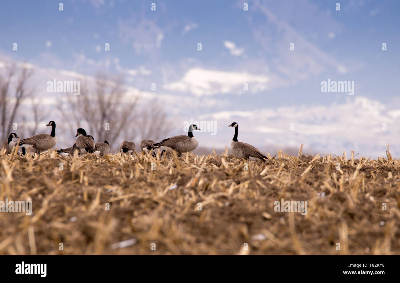 Snow geese in field hi-res stock photography and images - Alamy