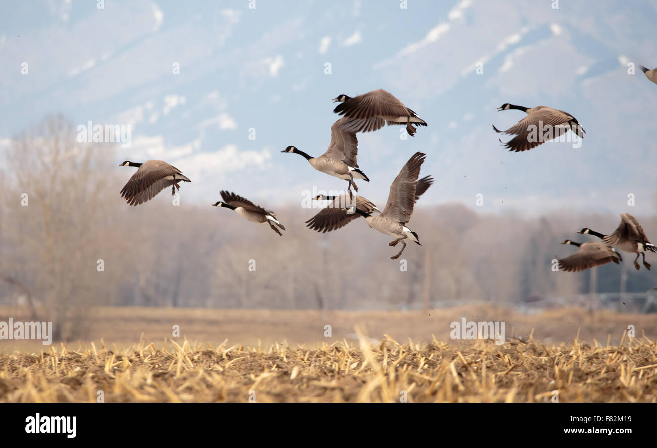 Geese starting in flight from a large field Stock Photo - Alamy