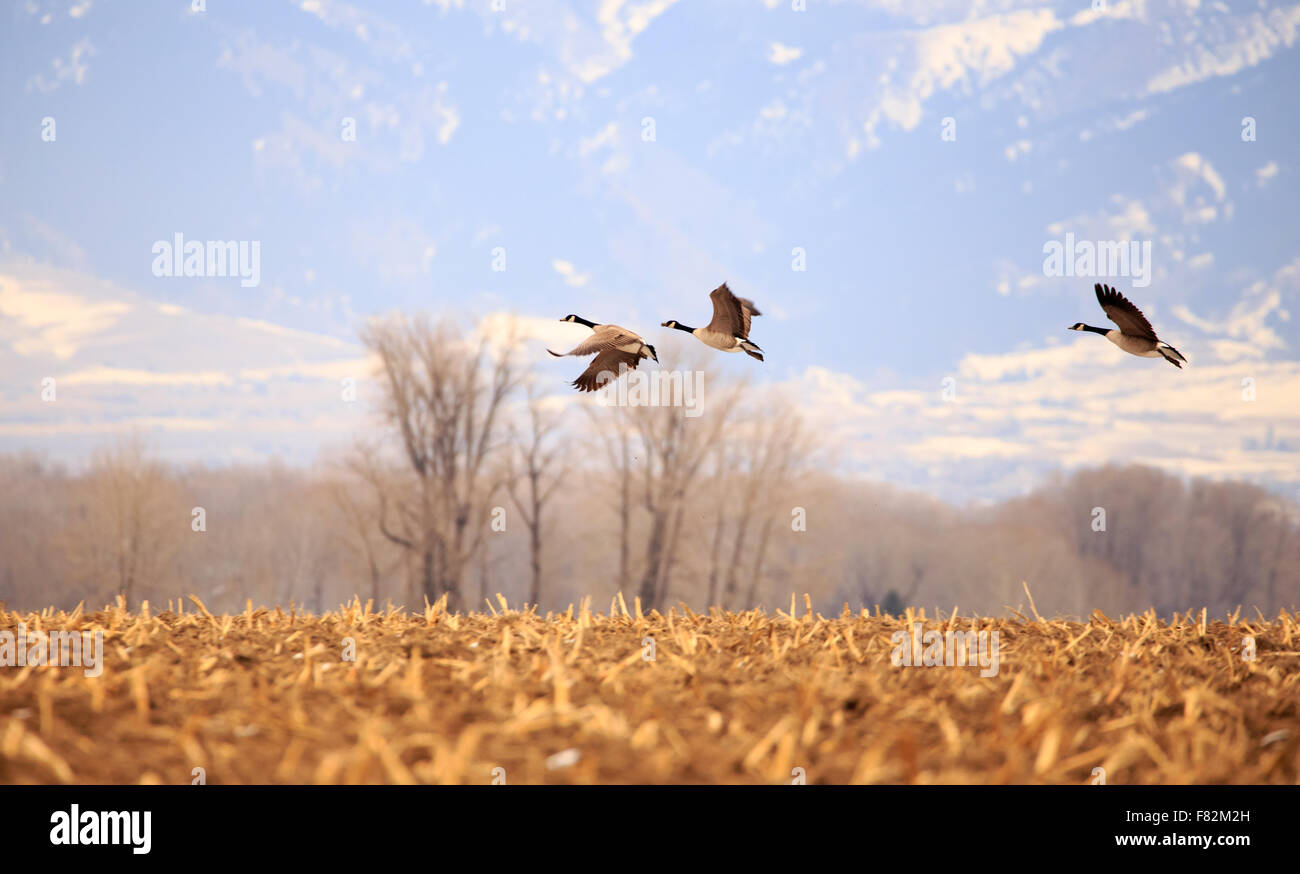 Flock of geese hi-res stock photography and images - Alamy