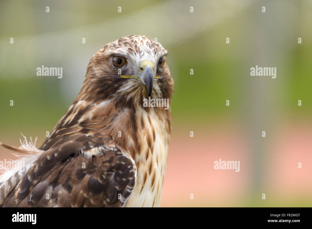 red-tailed hawk (Latin name Buteo jamaicensis ) in side angle view ...
