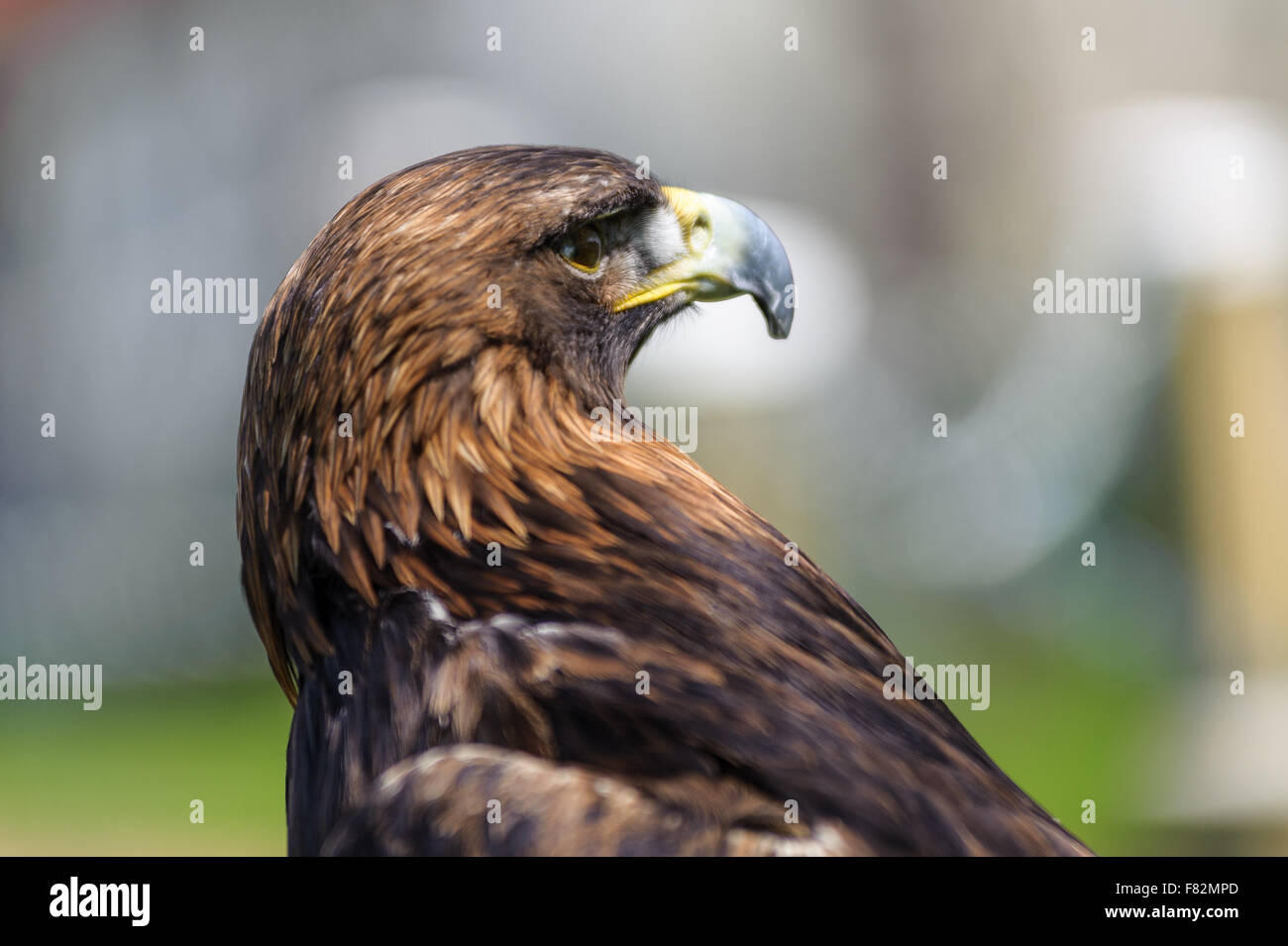 Semi profile hi-res stock photography and images - Alamy
