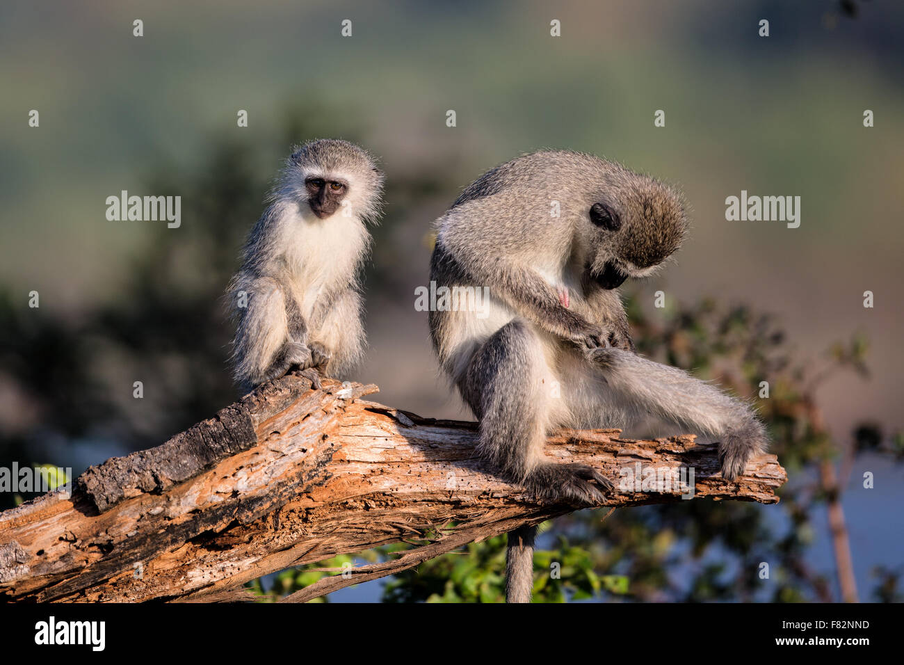 Family of Vervet Monkeys in Kruger National Park Stock Photo - Alamy