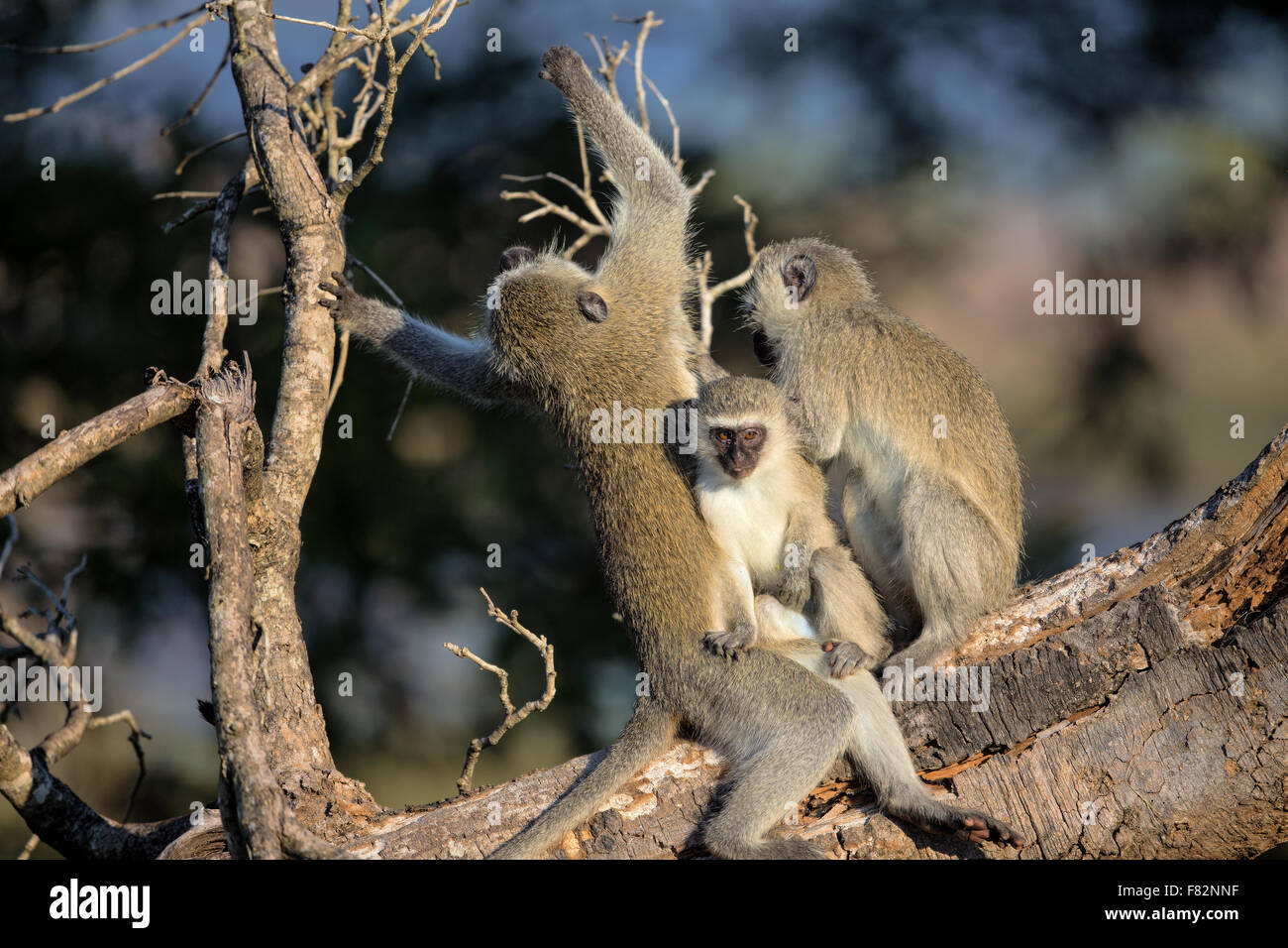 Vervet family hi-res stock photography and images - Alamy