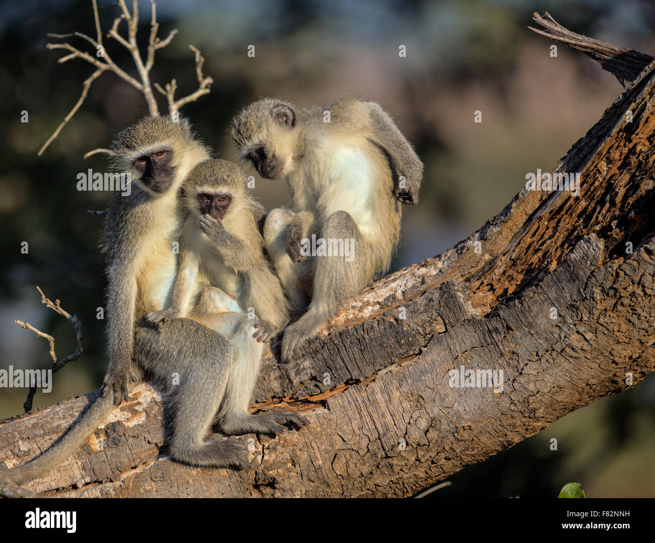Family of Vervet Monkeys in Kruger National Park Stock Photo - Alamy