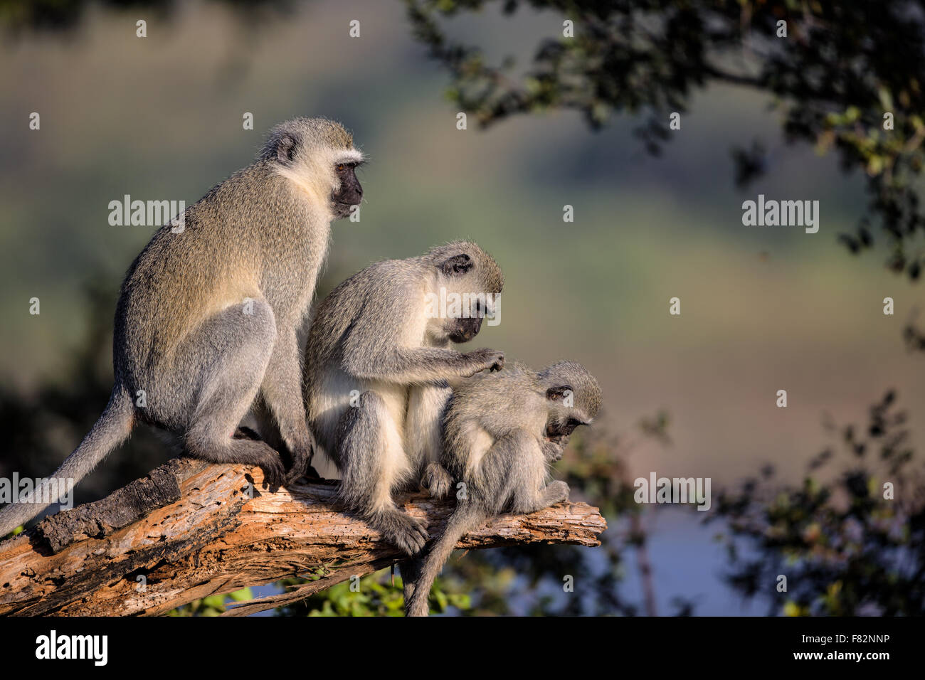 Family of Vervet Monkeys in Kruger National Park Stock Photo - Alamy