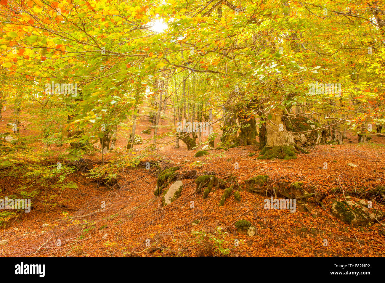 Autumn trees in the Abruzzi forests near pescasseroli, Italy Stock ...