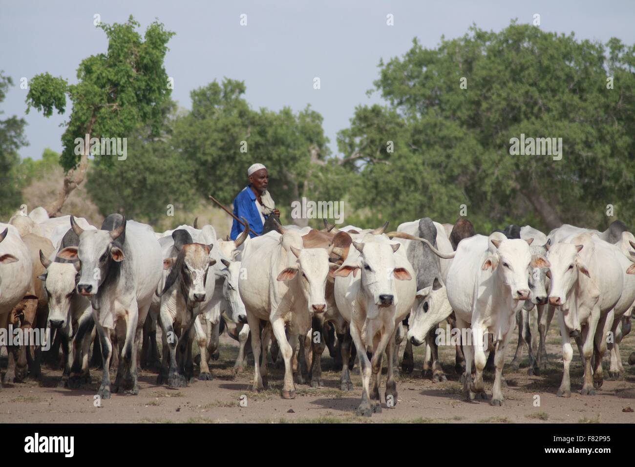 A Kenyan herdsmen drives his cattle to a livestock market February 9 ...