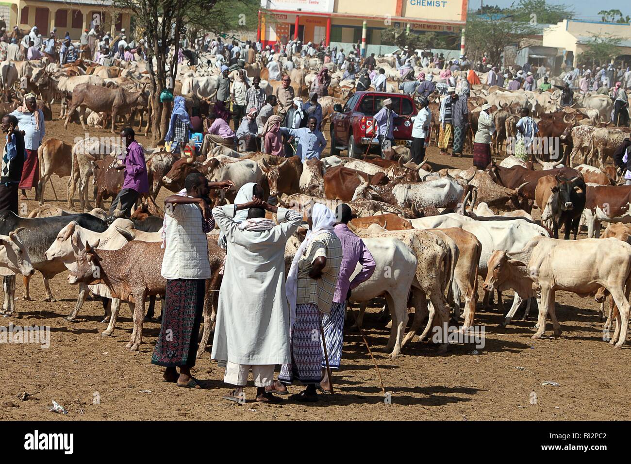Herdsmen and cows hi-res stock photography and images - Alamy