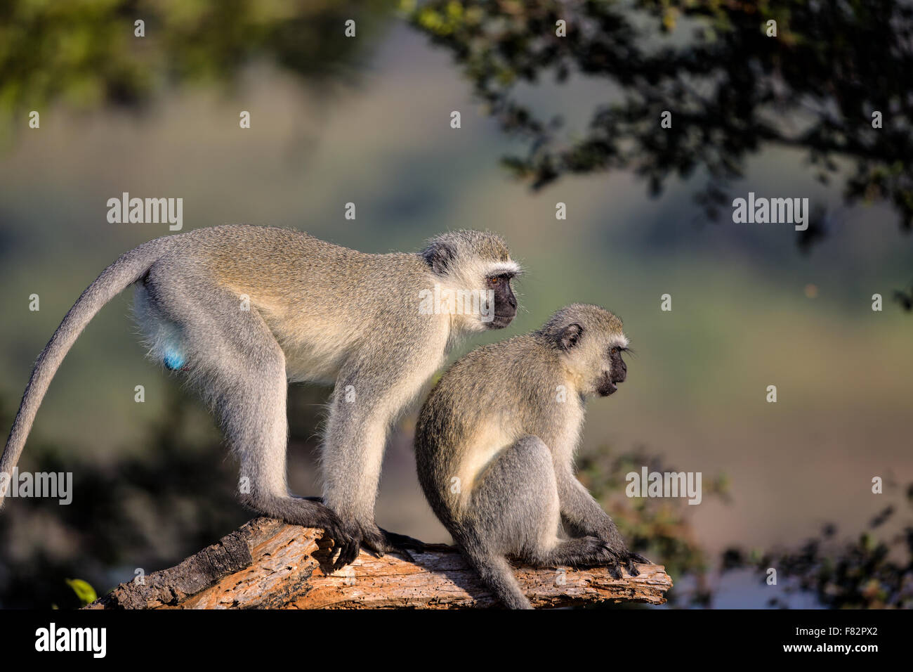Family of Vervet Monkeys in Kruger National Park Stock Photo - Alamy
