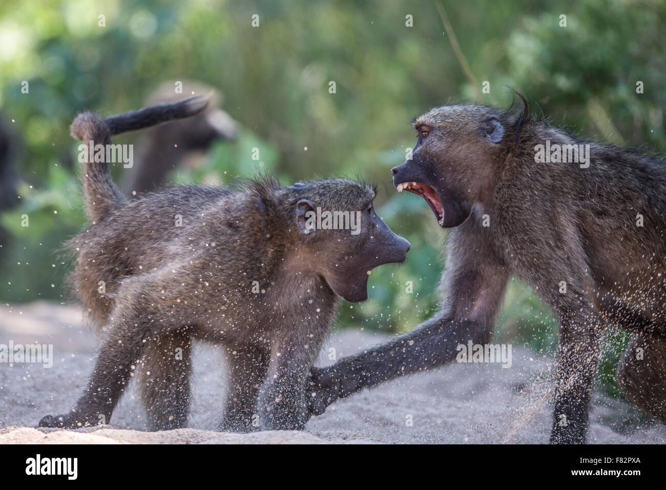 Monkey attack hi-res stock photography and images - Alamy
