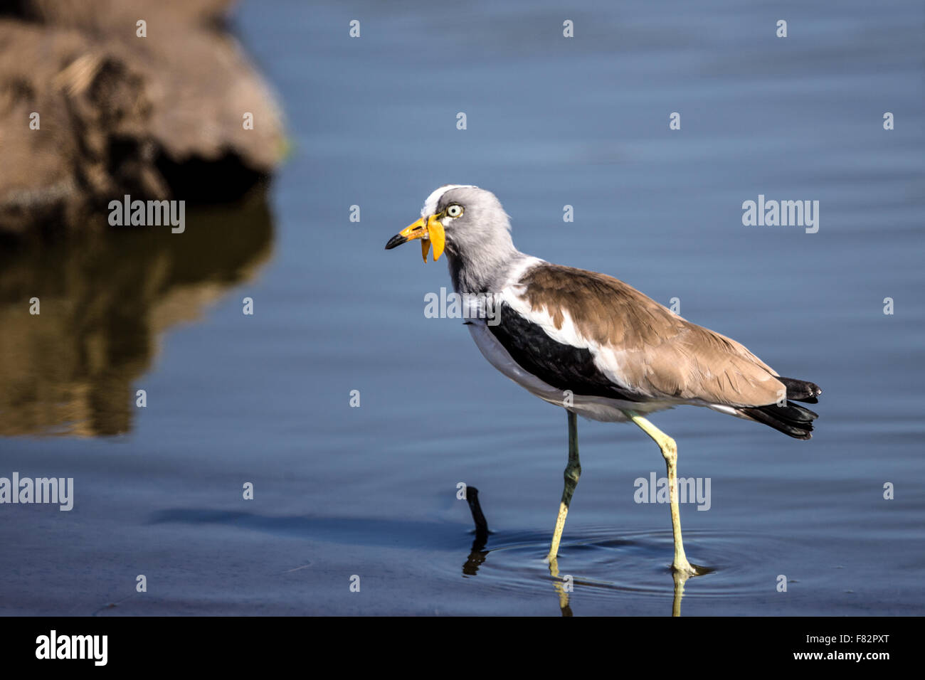 African wattle lapwing hi-res stock photography and images - Alamy