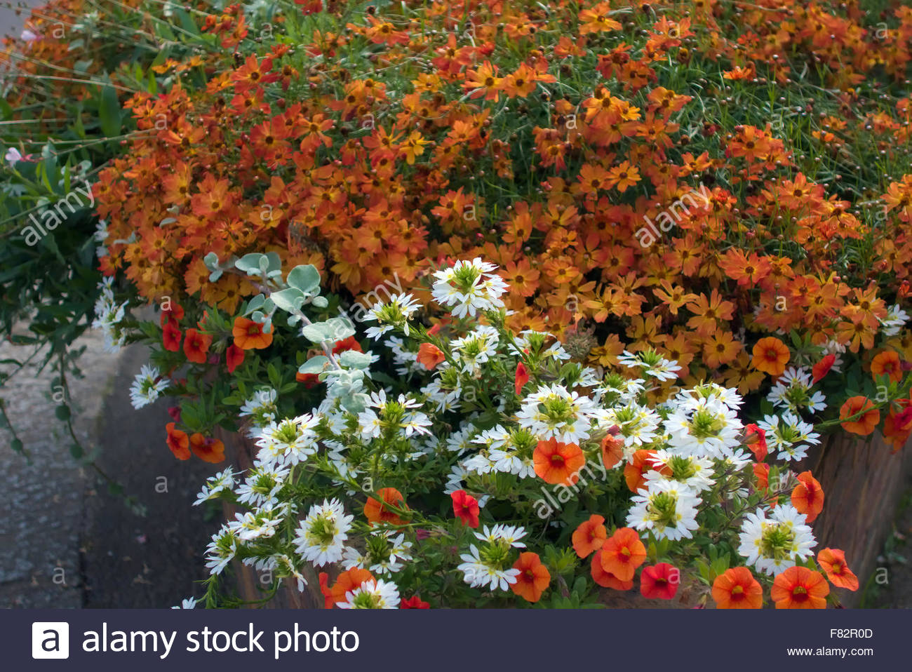 Scaevola Aemula Stock Photos & Scaevola Aemula Stock Images - Alamy
