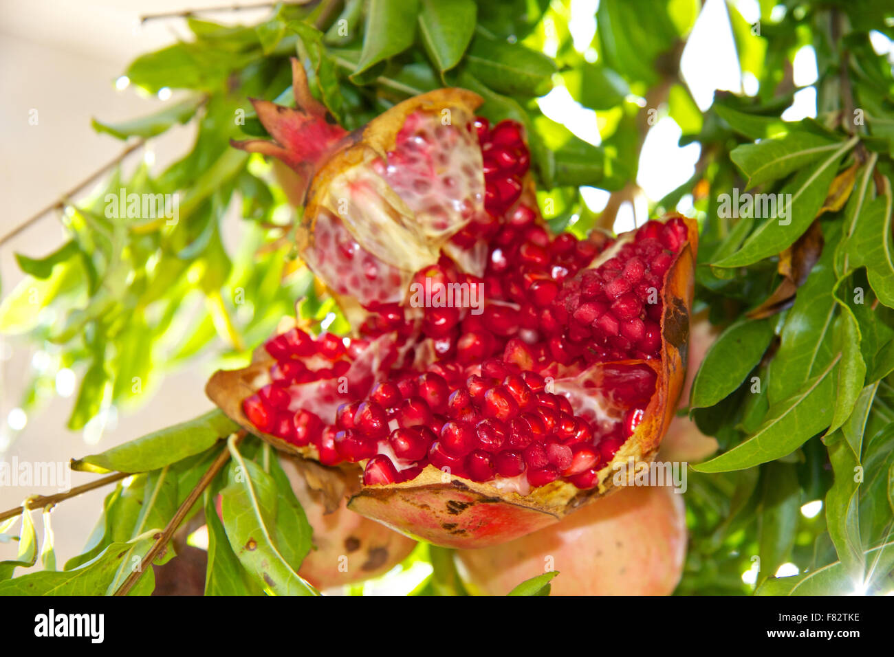 Sliced open hi-res stock photography and images - Alamy