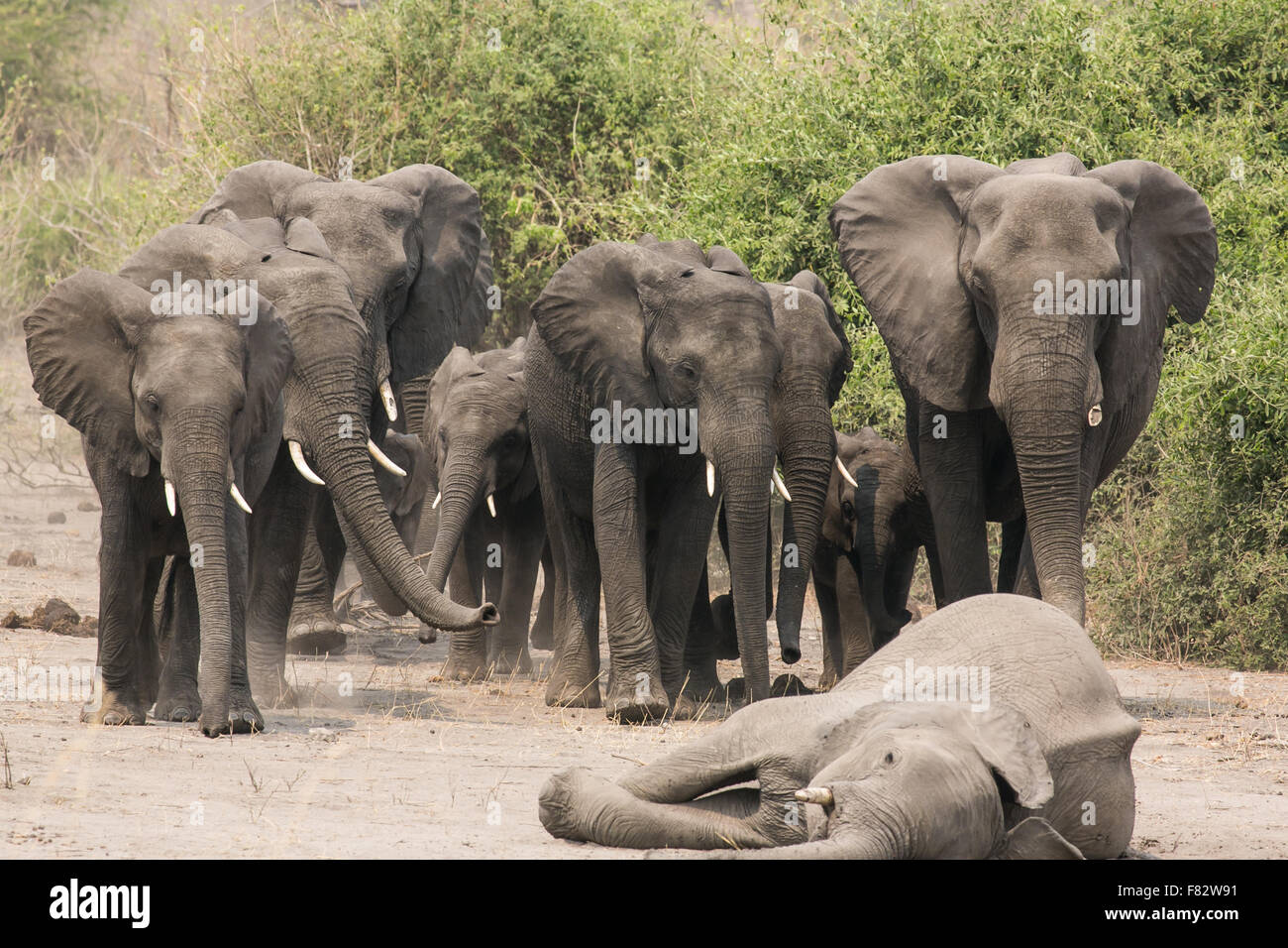 Grief mourning hi-res stock photography and images - Alamy