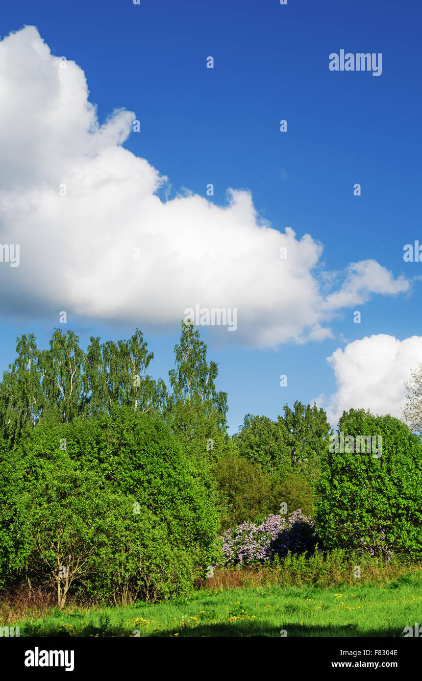 Spring forest with lilac bush near village Stock Photo - Alamy