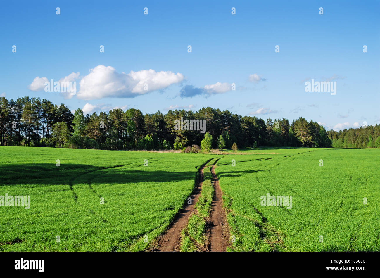 Sunlight road through field Stock Photo - Alamy