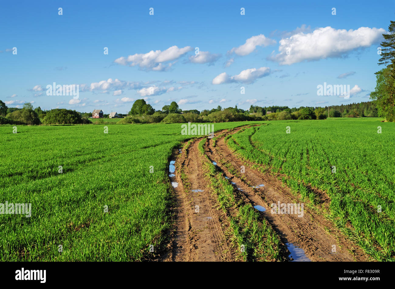 Sunlight road through field Stock Photo - Alamy