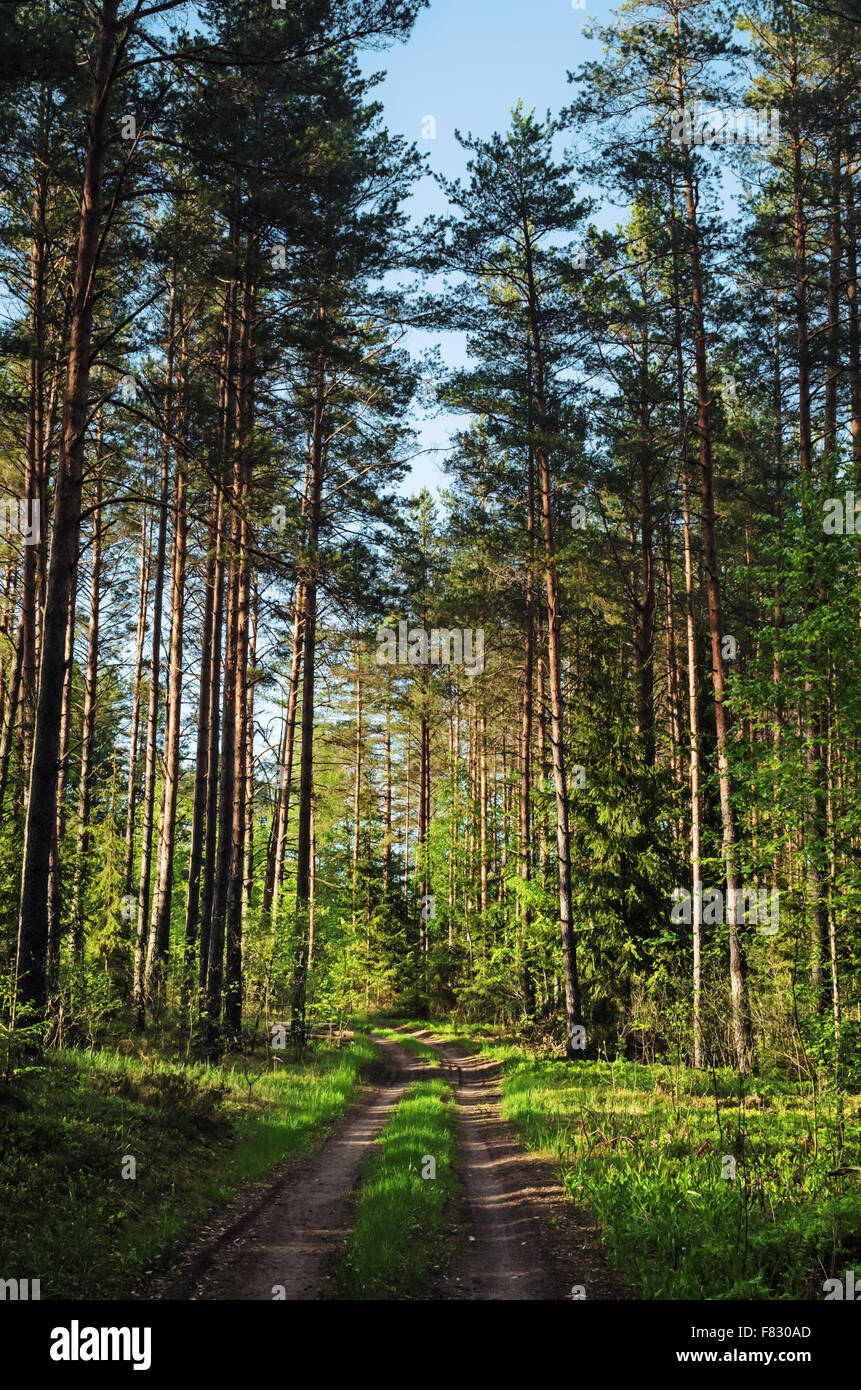 Road to forest Stock Photo - Alamy