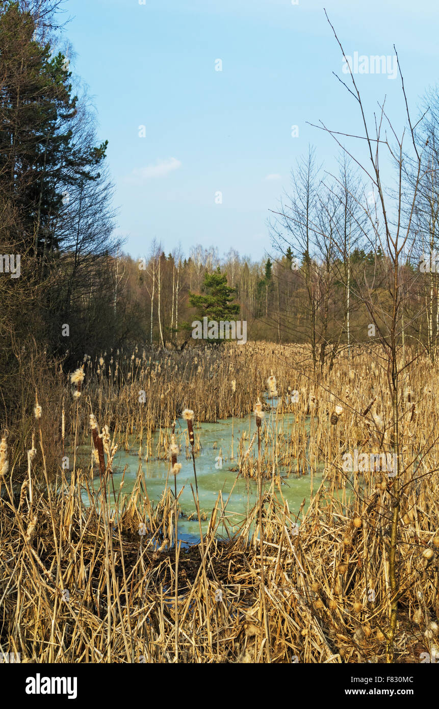 Dry cane on a bog. Early spring landscape Stock Photo - Alamy