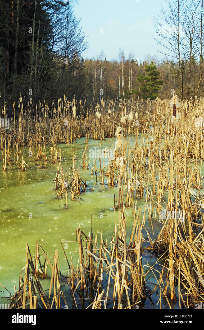 Dry cane on a bog. Early spring landscape Stock Photo - Alamy