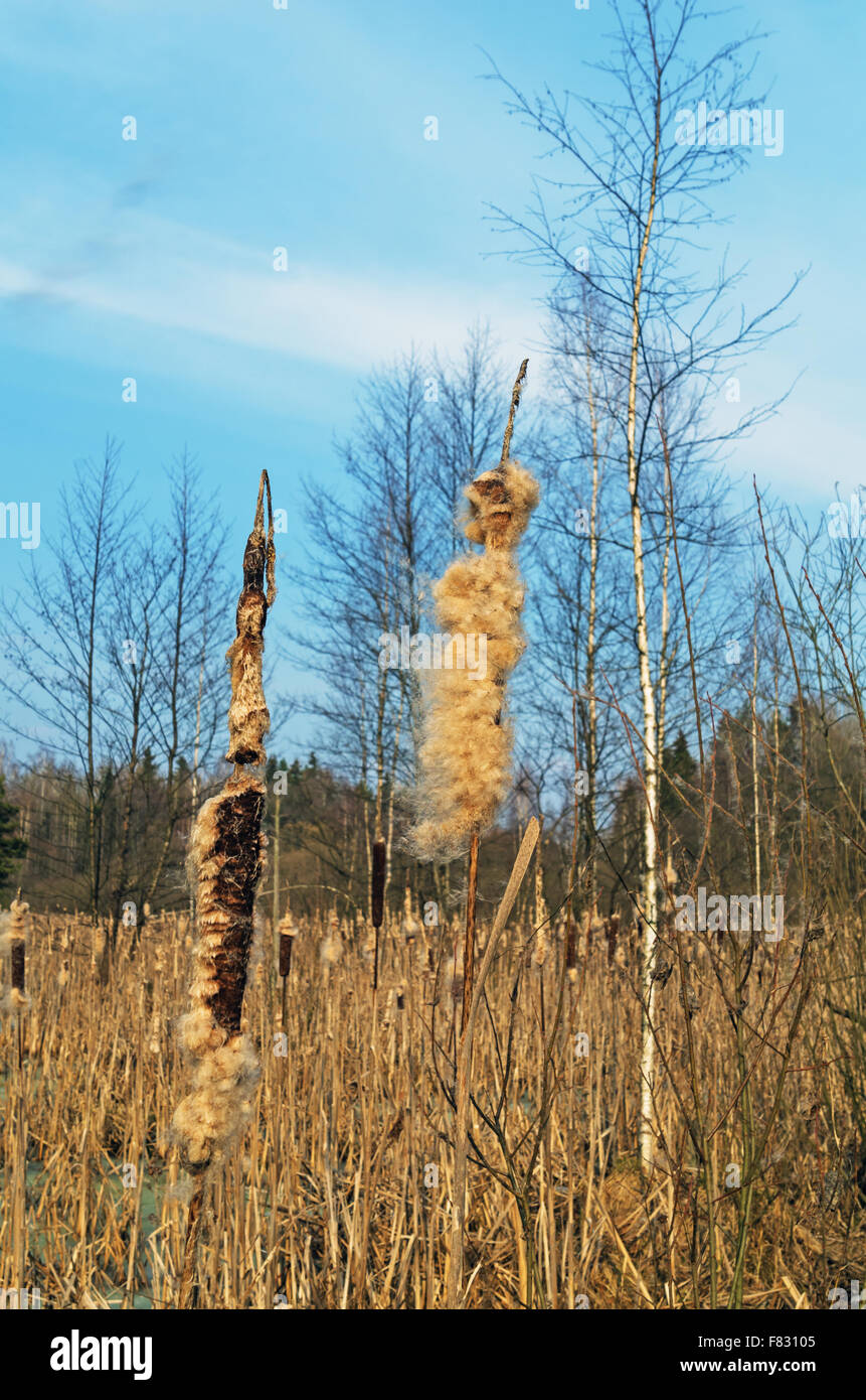 Dry cane on a bog. Early spring landscape Stock Photo - Alamy