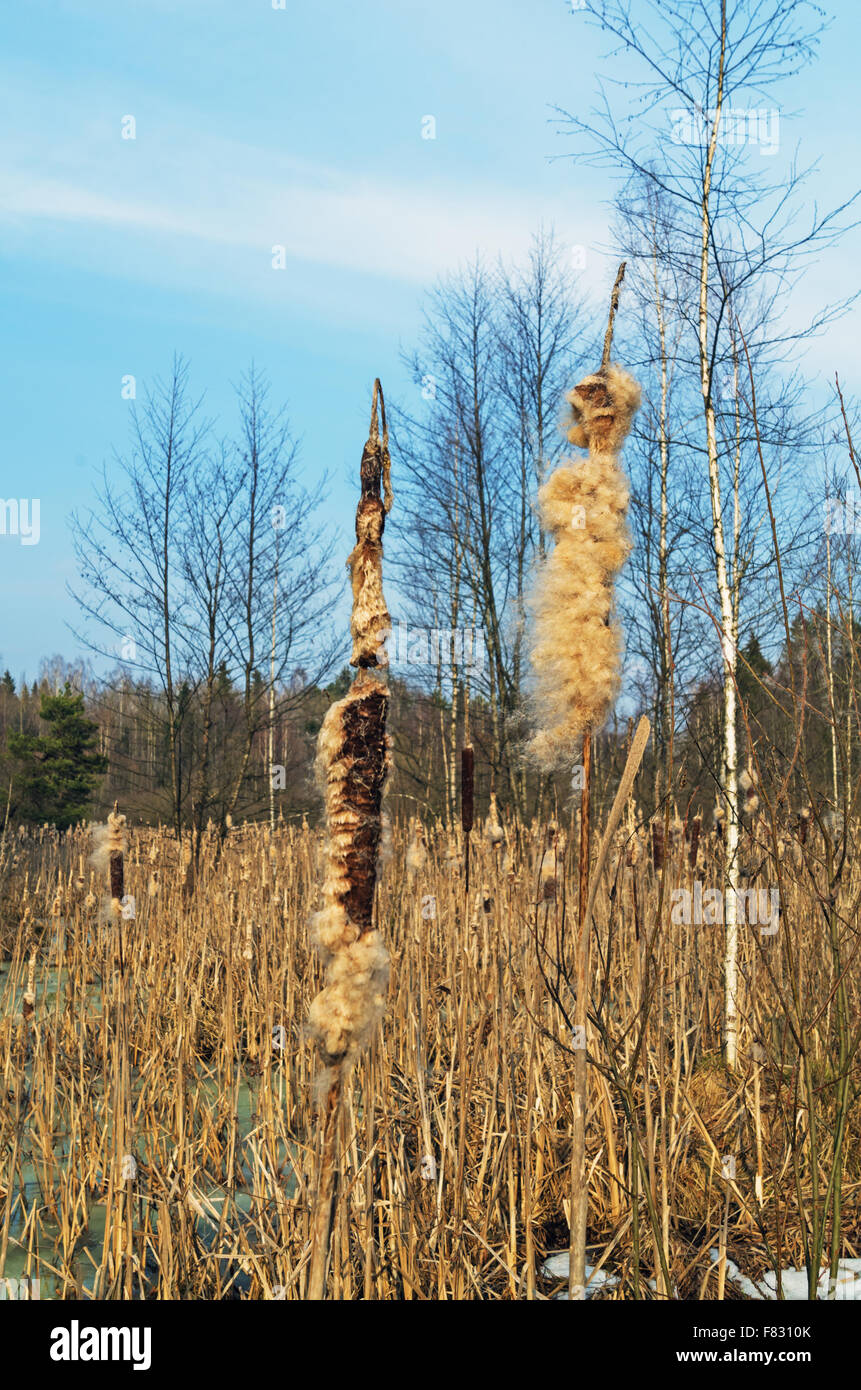 Dry cane on a bog. Early spring landscape Stock Photo - Alamy