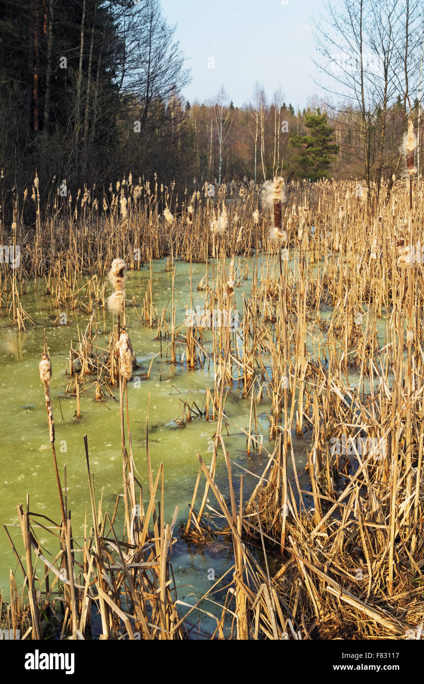 Dry cane on a bog. Early spring landscape Stock Photo - Alamy