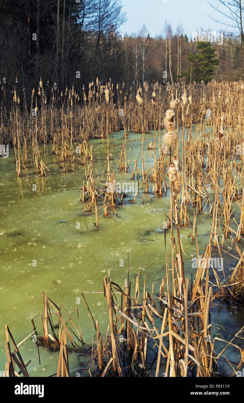 Dry cane on a bog. Early spring landscape Stock Photo - Alamy