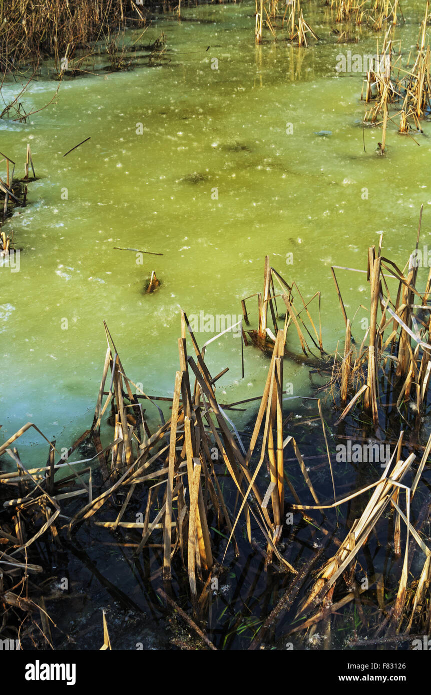 Dry cane on a bog. Early spring landscape Stock Photo - Alamy