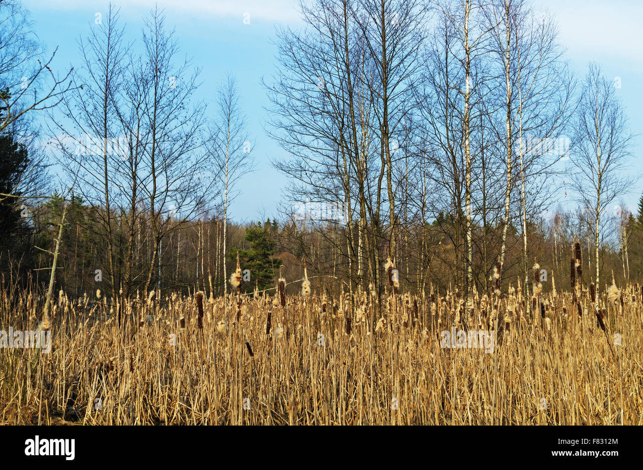 Dry cane on a bog. Early spring landscape Stock Photo - Alamy