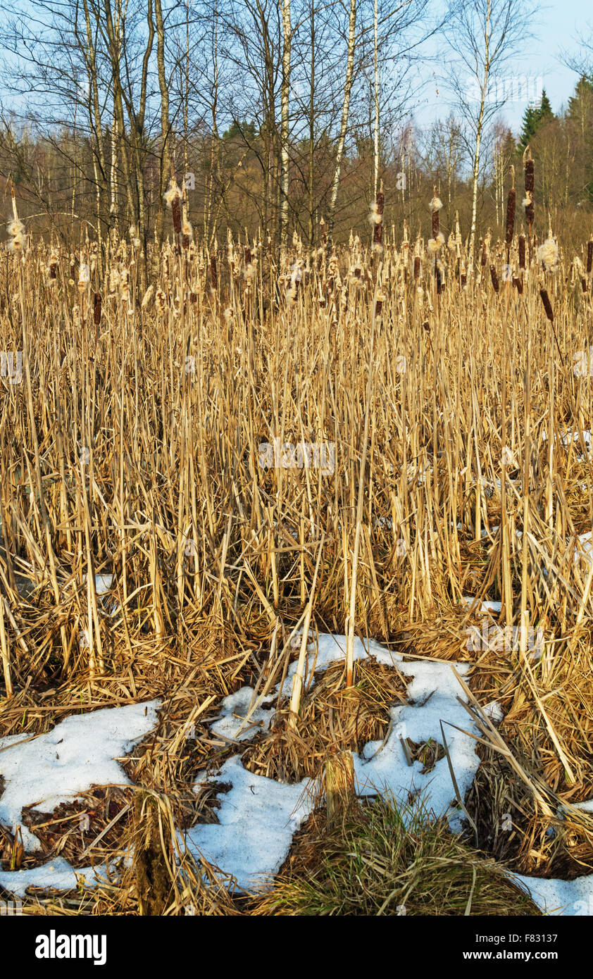 Dry cane on a bog. Early spring landscape Stock Photo - Alamy