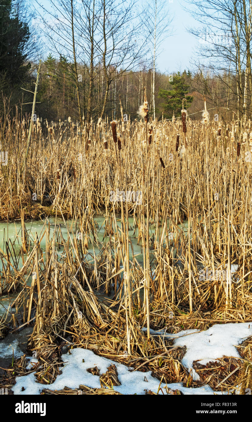 Dry cane on a bog. Early spring landscape Stock Photo - Alamy