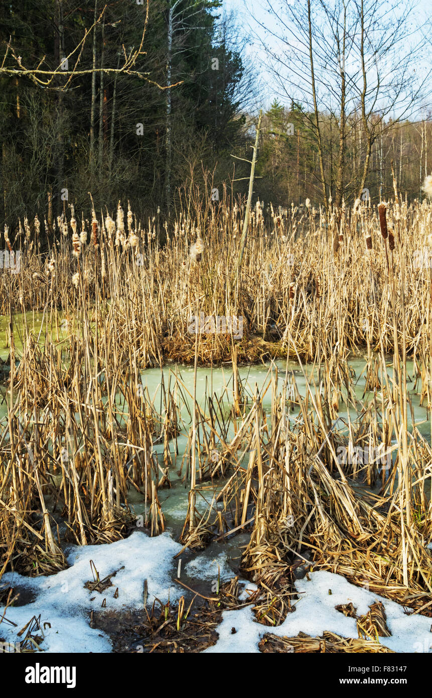Dry cane on a bog. Early spring landscape Stock Photo - Alamy