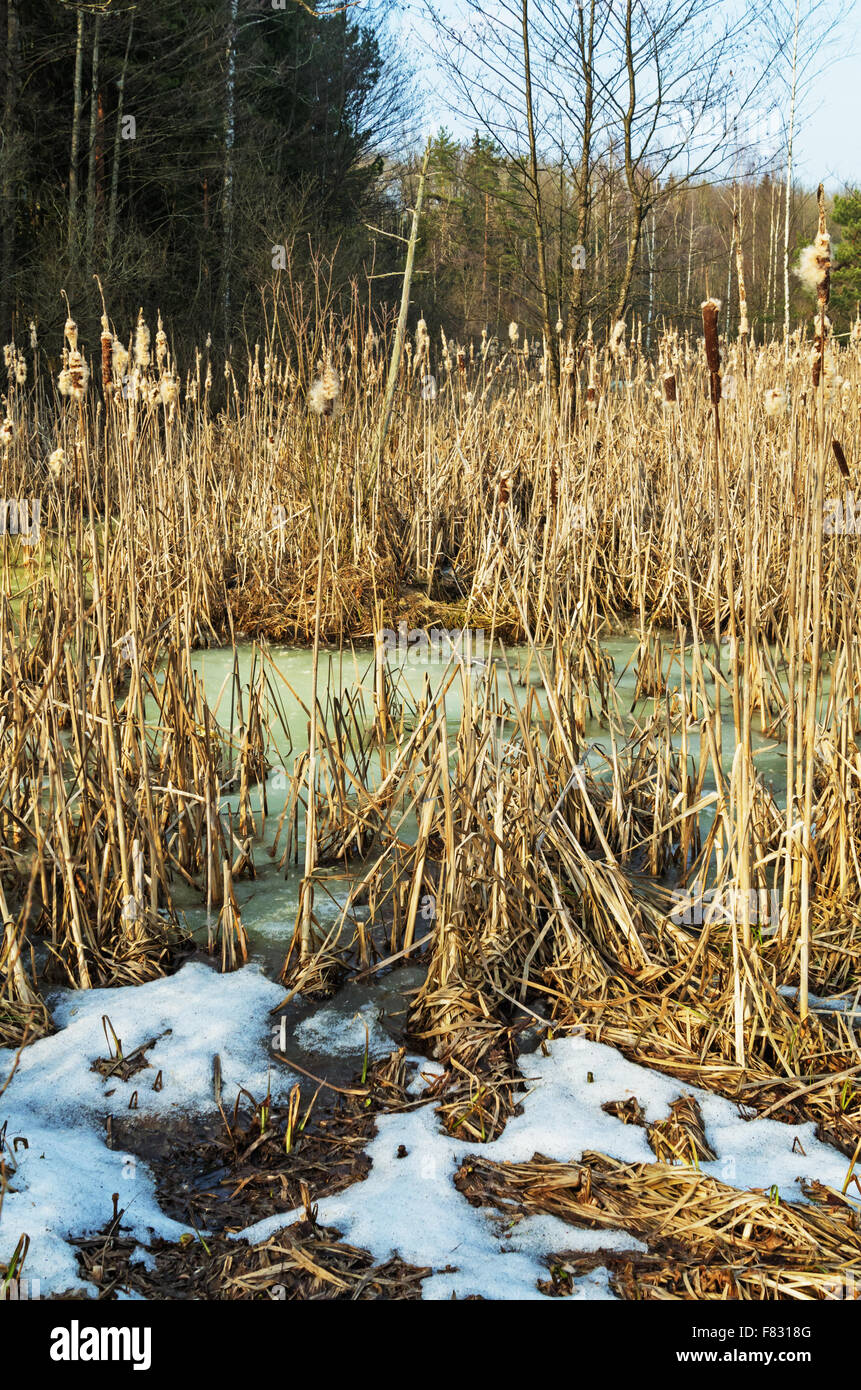 Dry cane on a bog. Early spring landscape Stock Photo - Alamy