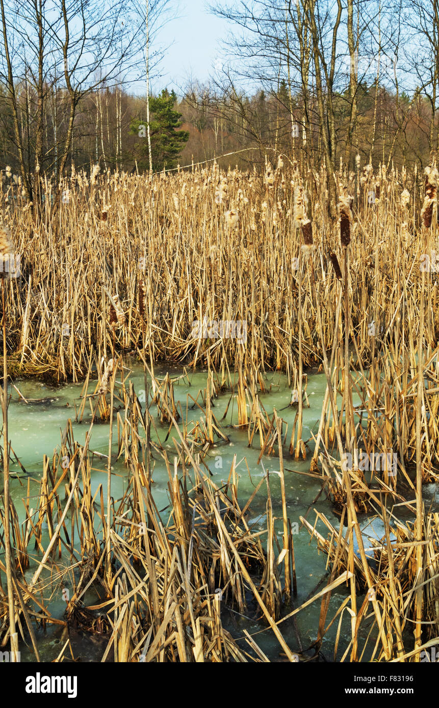 Dry cane on a bog. Early spring landscape Stock Photo - Alamy