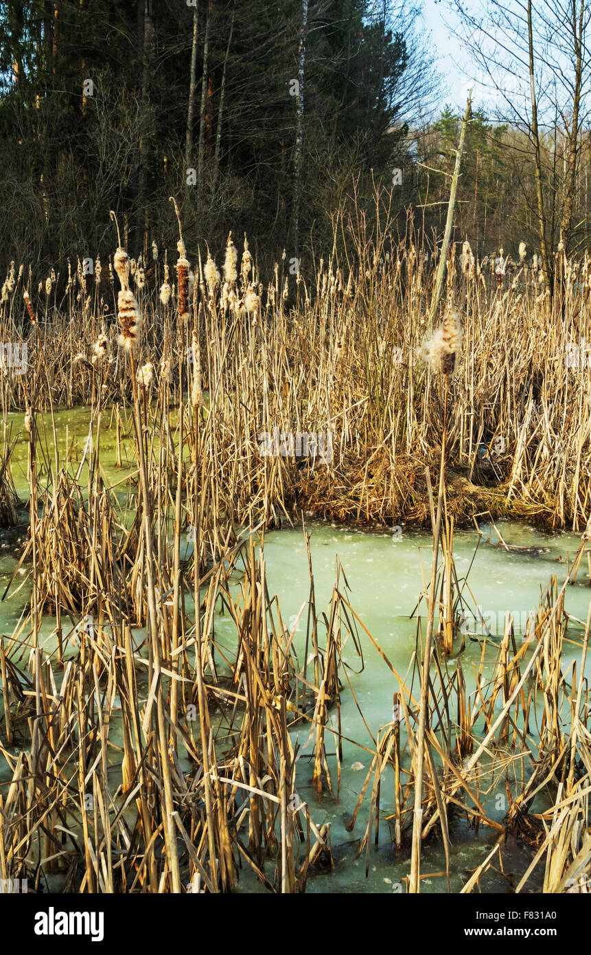 Dry cane on a bog. Early spring landscape Stock Photo - Alamy