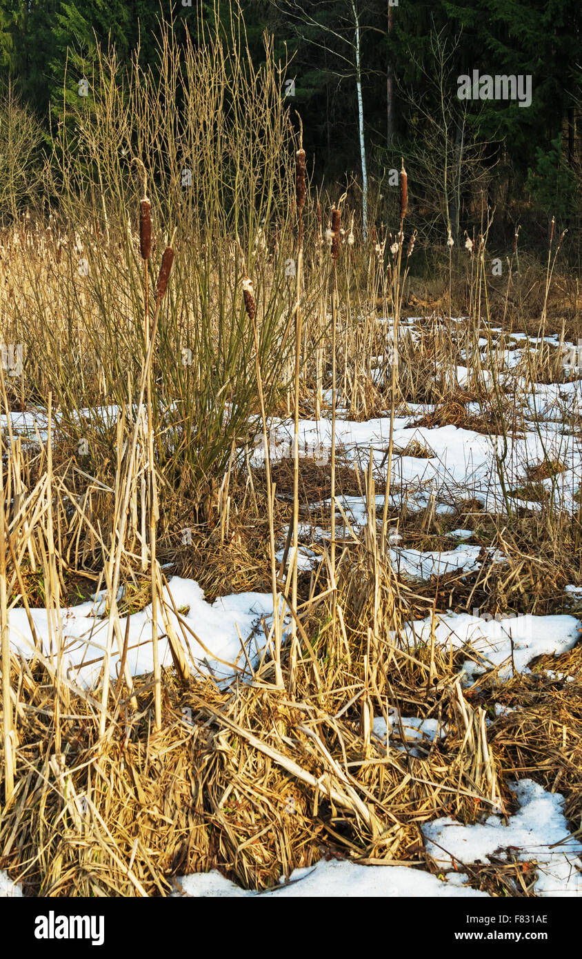 Dry cane on a bog. Early spring landscape Stock Photo - Alamy