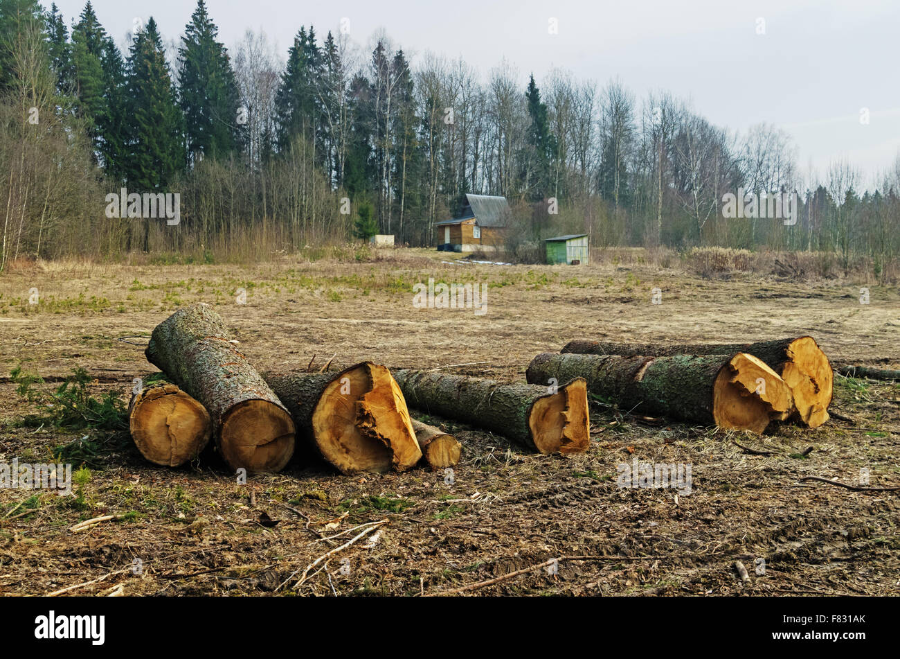 Cutting down trees near village Stock Photo - Alamy